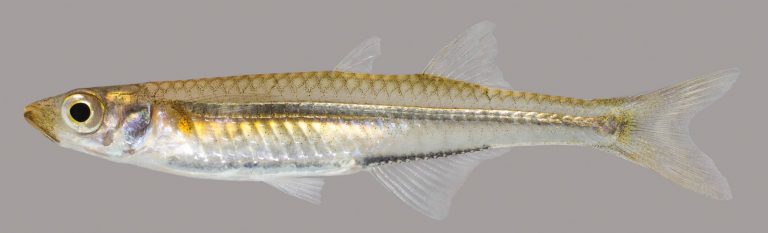 Inland Silverside – Discover Fishes