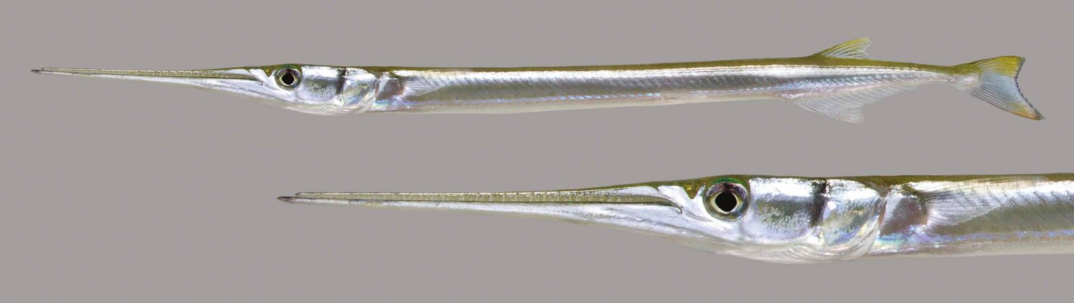 Atlantic Needlefish – Discover Fishes