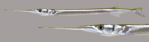 Atlantic Needlefish – Discover Fishes