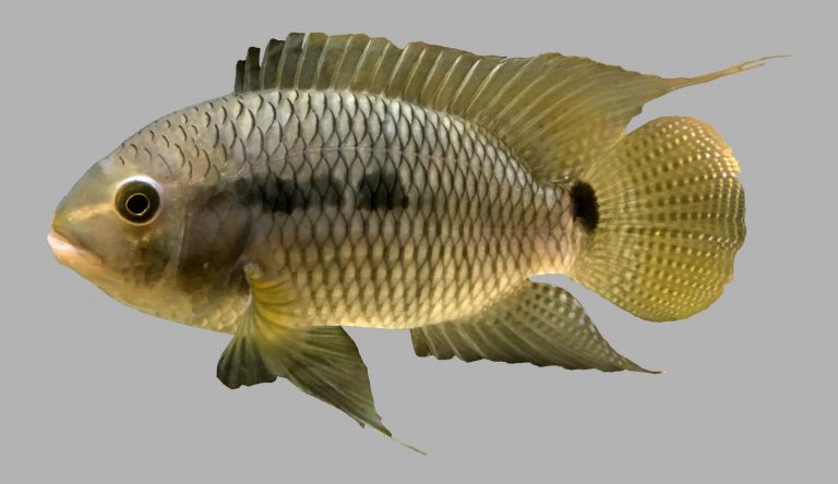 Black Acara – Discover Fishes