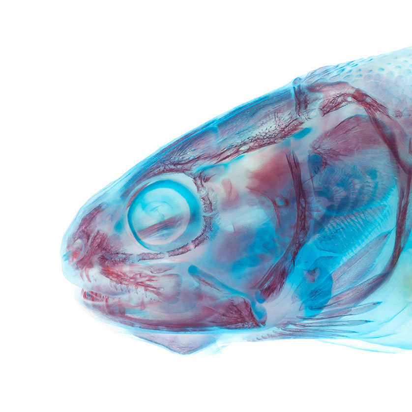 Related Museum Research – Discover Fishes