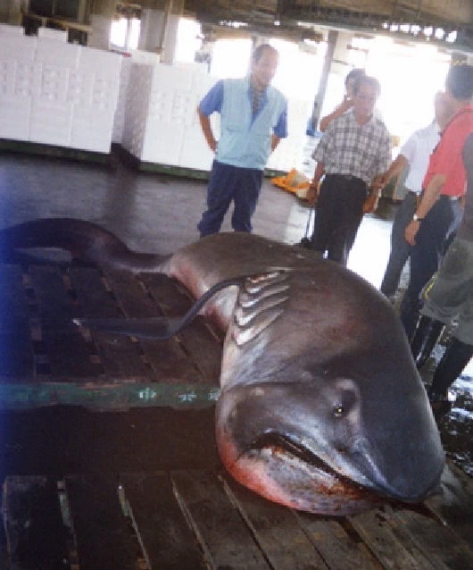 Megamouth Sightings – Discover Fishes