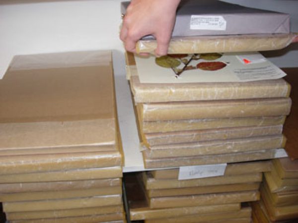 Specimen Preparation Guide – University of Florida Herbarium (FLAS)