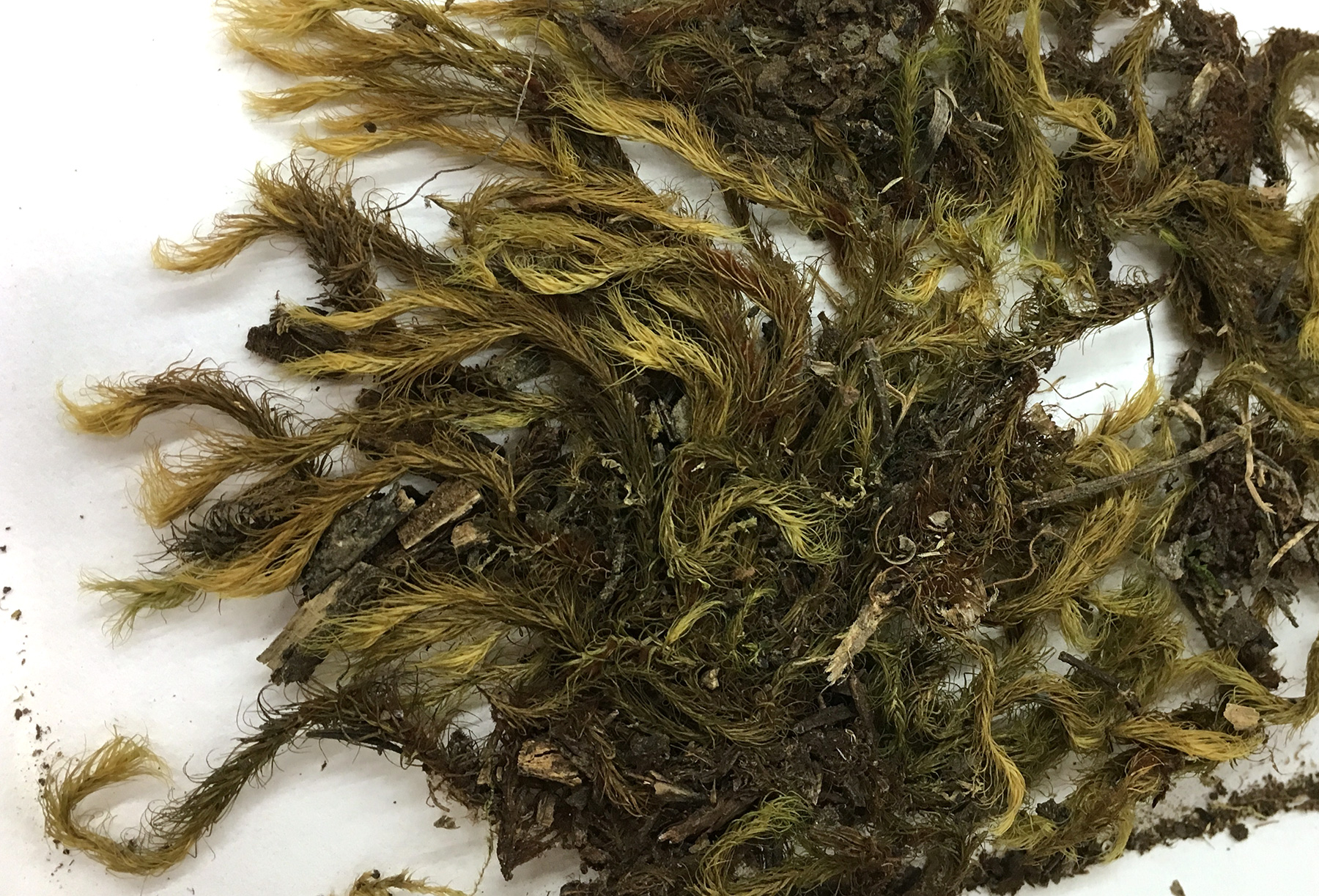 Bryophyte Collection – University of Florida Herbarium (FLAS)