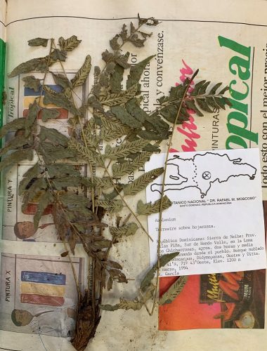 Fern Specimen Preparation Guide – University of Florida Herbarium (FLAS)