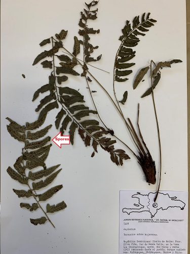 Fern Specimen Preparation Guide – University of Florida Herbarium (FLAS)