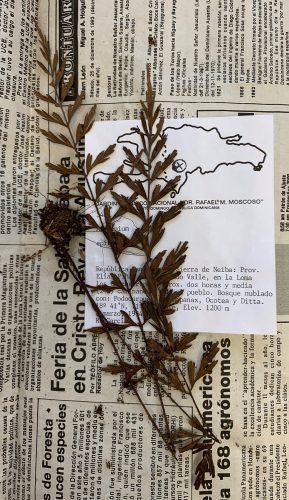 Fern Specimen Preparation Guide – University of Florida Herbarium (FLAS)