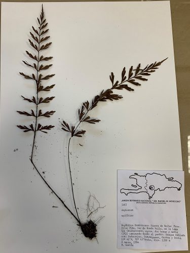 Fern Specimen Preparation Guide – University of Florida Herbarium (FLAS)