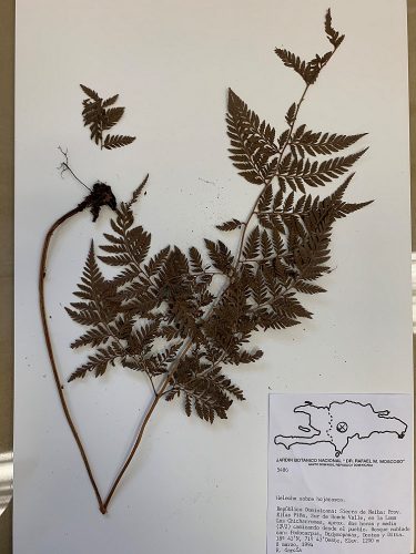 Fern Specimen Preparation Guide – University of Florida Herbarium (FLAS)