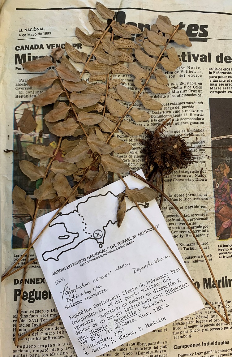 Fern Specimen Preparation Guide – University of Florida Herbarium (FLAS)