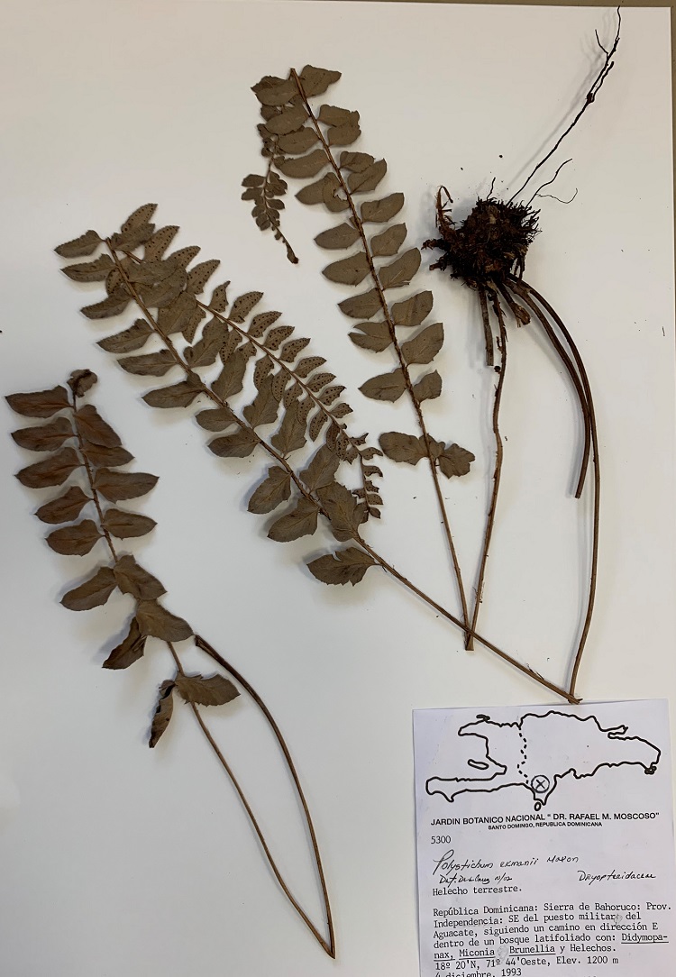 Fern Specimen Preparation Guide – University of Florida Herbarium (FLAS)