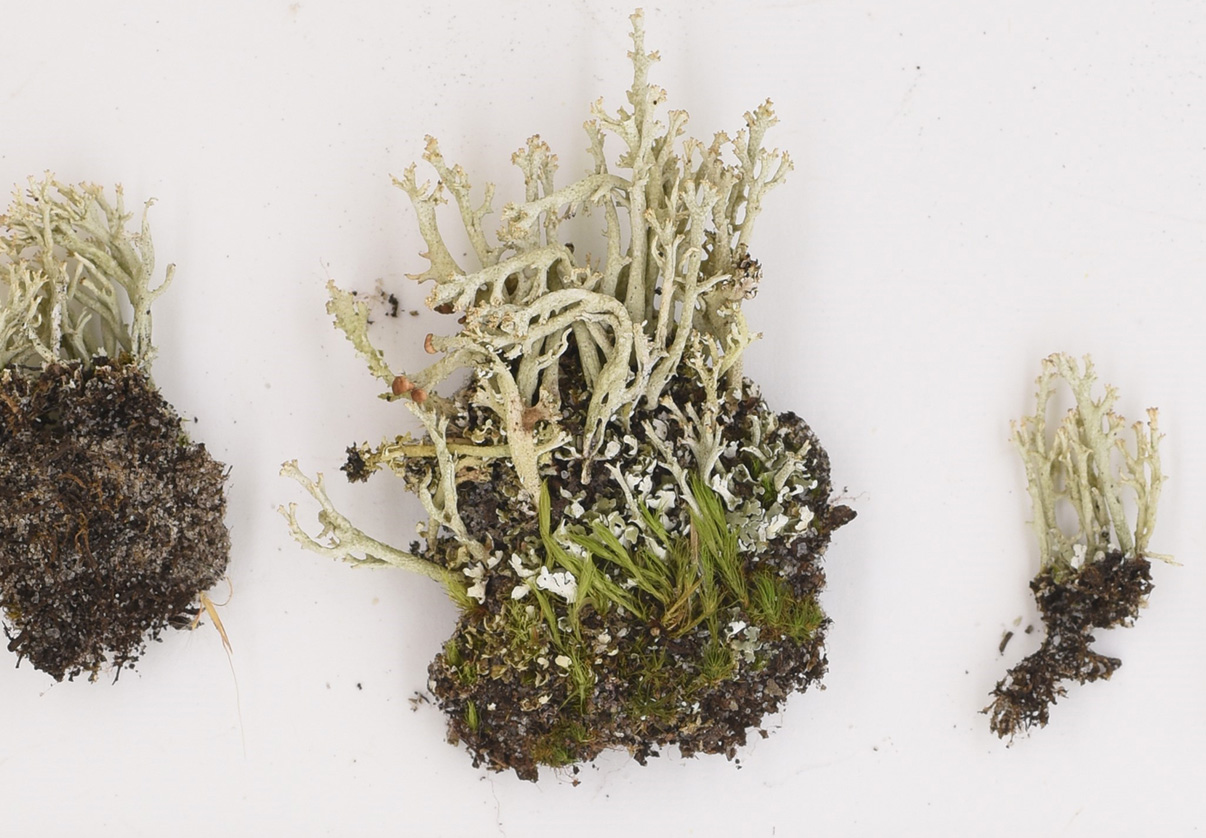 Lichen Collection – University of Florida Herbarium (FLAS)