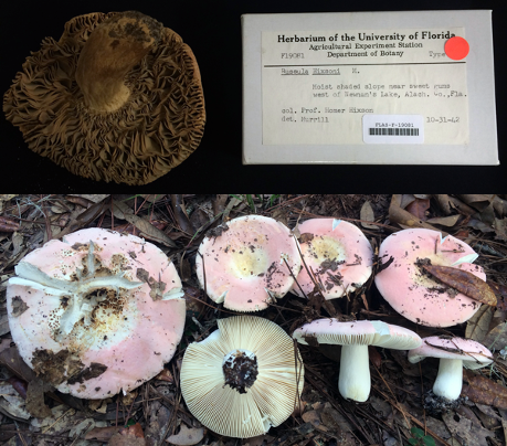 Fungal Collection – University of Florida Herbarium (FLAS)