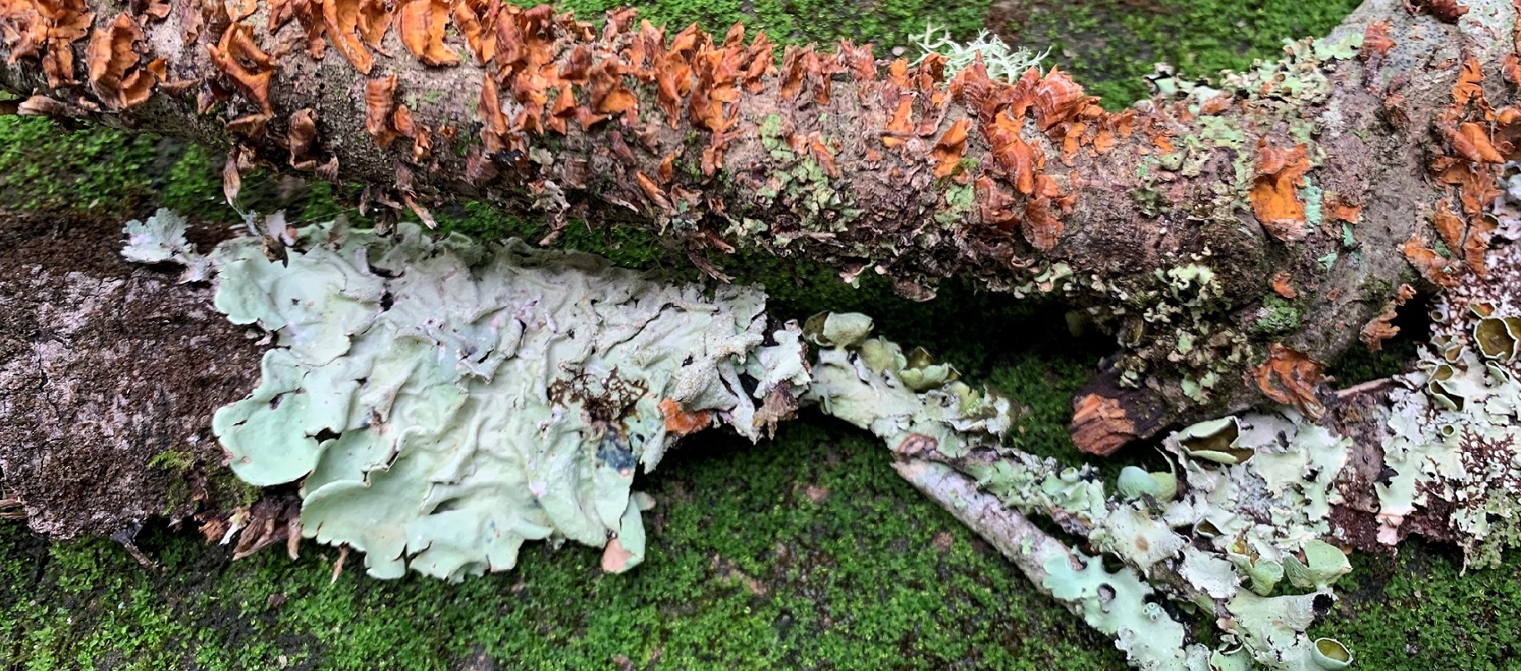 Digitization of the Bryophyte and Lichen Collections – University of ...