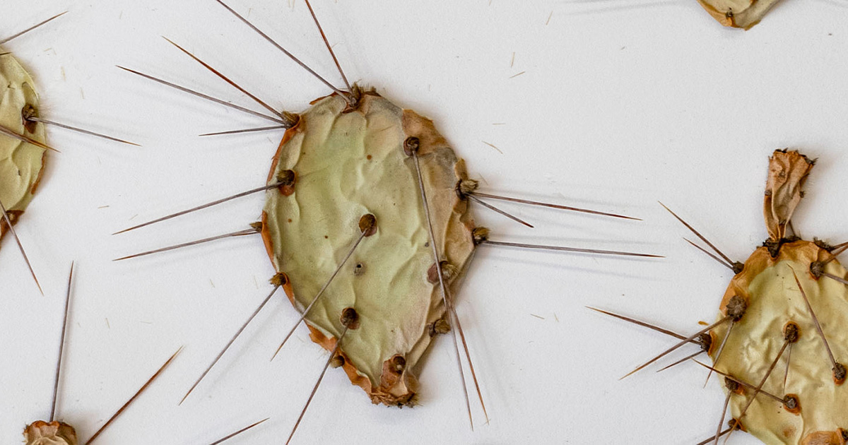 Specimen Preparation Guide – University of Florida Herbarium (FLAS)