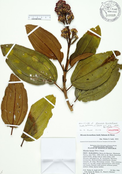 Virtual Herbarium – University of Florida Herbarium (FLAS)