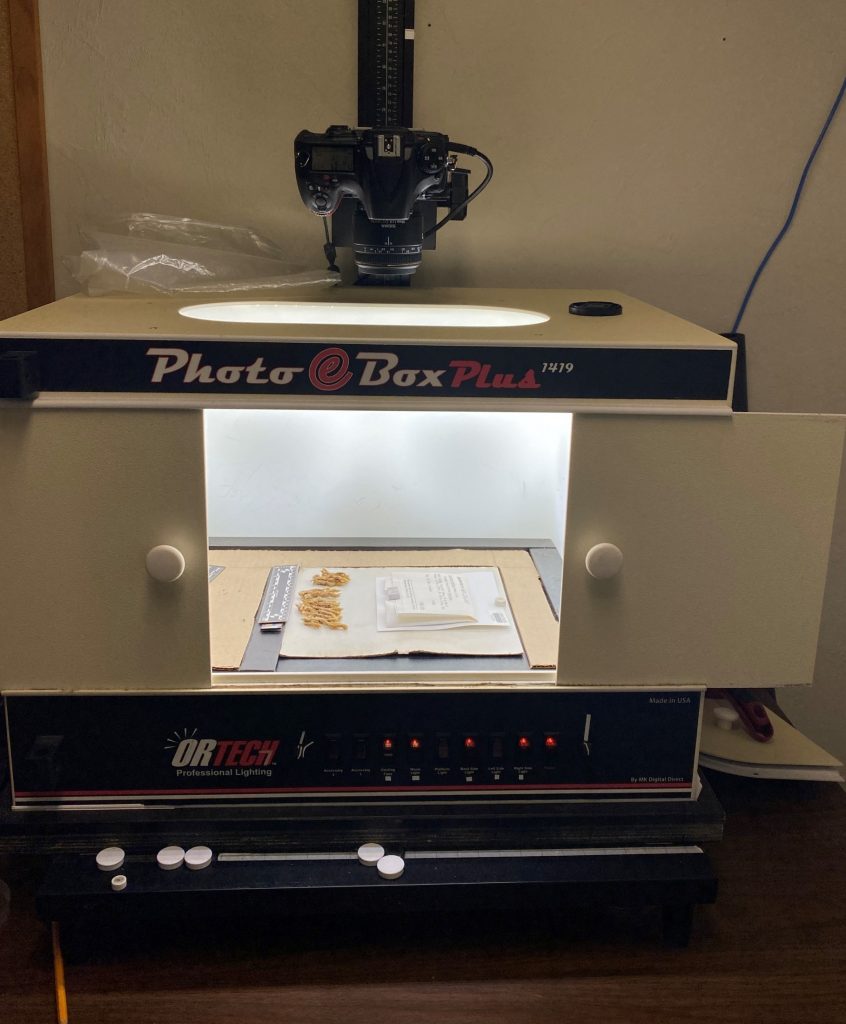Bryophytes & Lichen Imaging System – University of Florida Herbarium (FLAS)