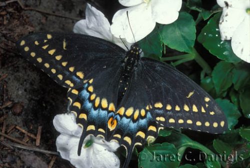 Black Swallowtail, Eastern – Florida's Wildflowers & Butterflies