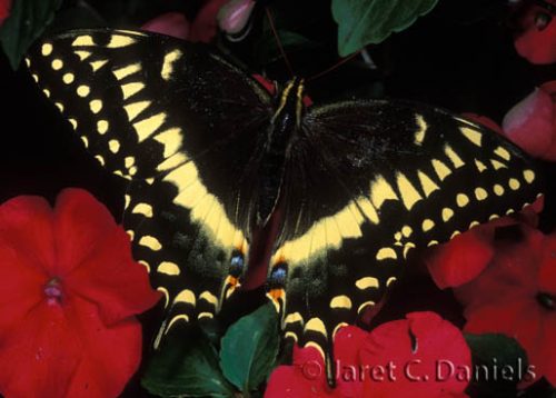 Palamedes Swallowtail – Florida's Wildflowers & Butterflies