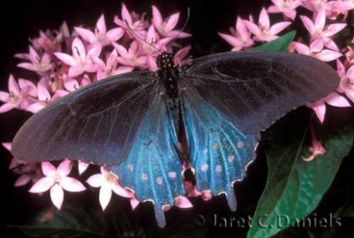 Search Butterflies – Florida's Wildflowers & Butterflies