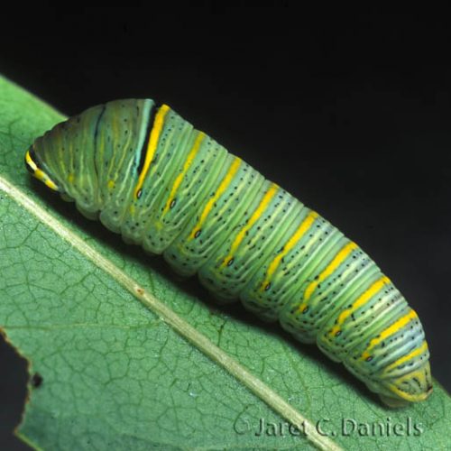 Zebra Swallowtail – Florida's Wildflowers & Butterflies