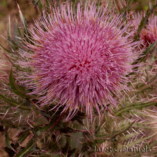 Purple Thistle – Florida's Wildflowers & Butterflies