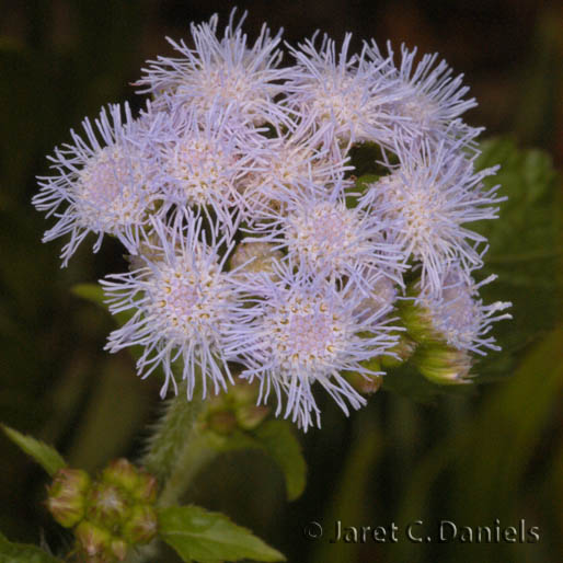 Mistflower – Florida's Wildflowers & Butterflies