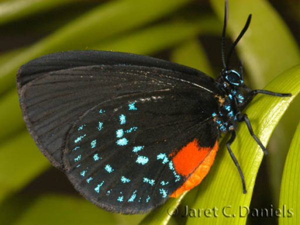 Atala – Florida's Wildflowers & Butterflies