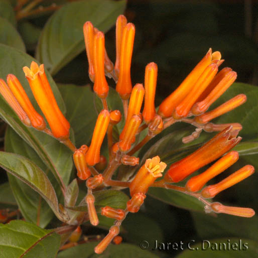 Firebush – Florida's Wildflowers & Butterflies