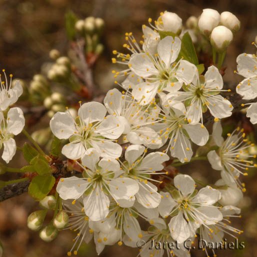 Flatwoods Plum – Florida's Wildflowers & Butterflies