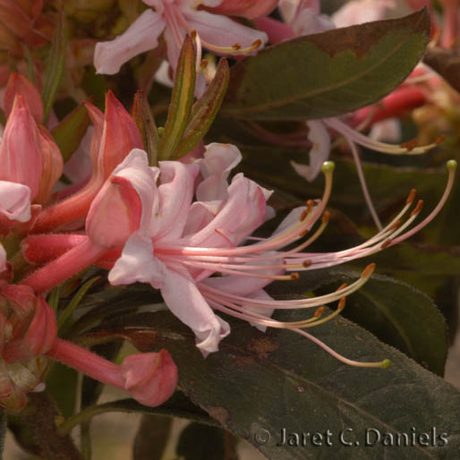 Wild Azalea – Florida's Wildflowers & Butterflies