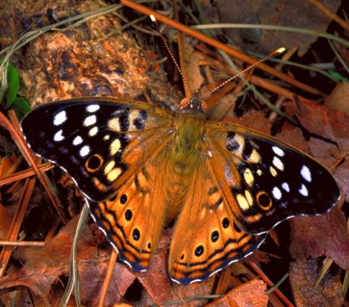 Hackberry Emperor – Florida's Wildflowers & Butterflies