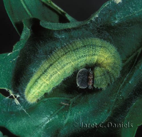 Tropical Checkered-Skipper – Florida's Wildflowers & Butterflies