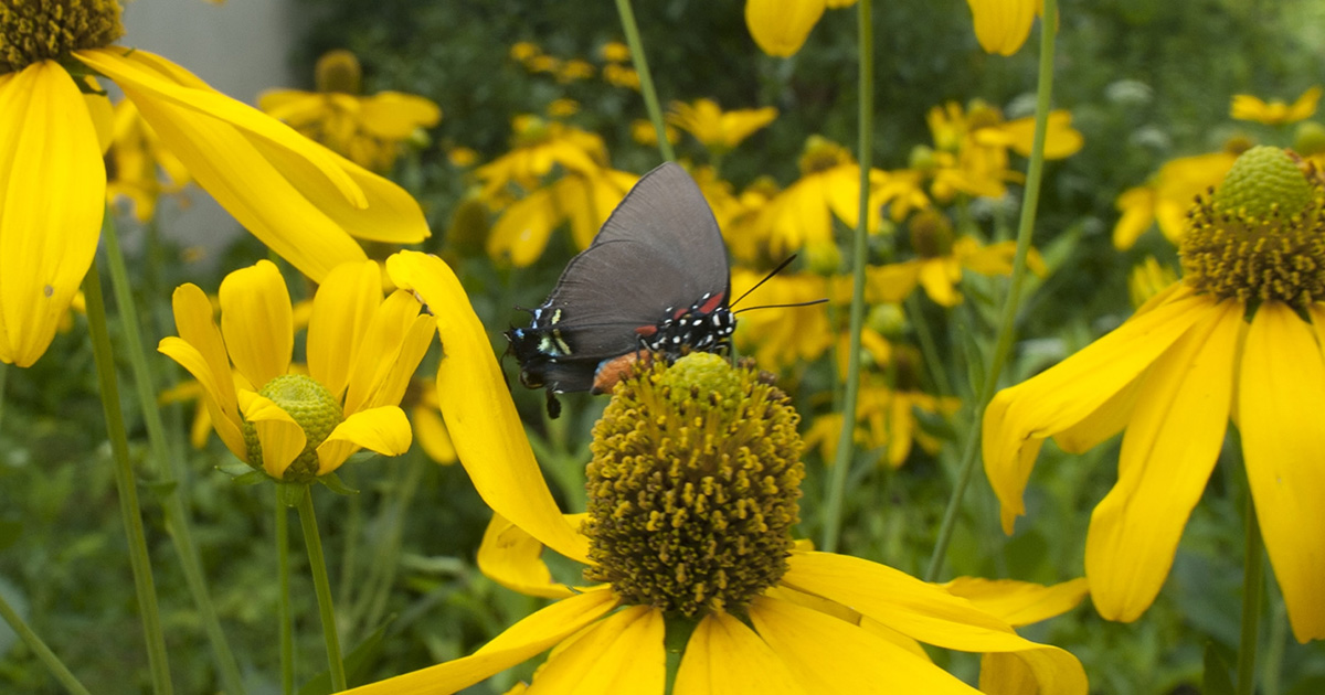 Search Butterflies – Florida's Wildflowers & Butterflies