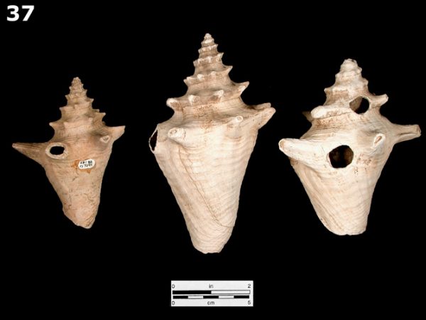 Shell Tools – Historical Archaeology
