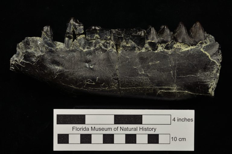 Fossil Friday 12/12/14 : An anthracothere – Panama Canal Project (PCP PIRE)