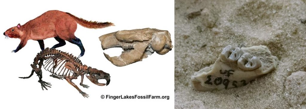 Clue: solving the mysteries of the teeth – Panama Canal Project (PCP PIRE)