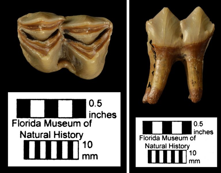 Fossil Friday: A camel tooth – Panama Canal Project (PCP PIRE)