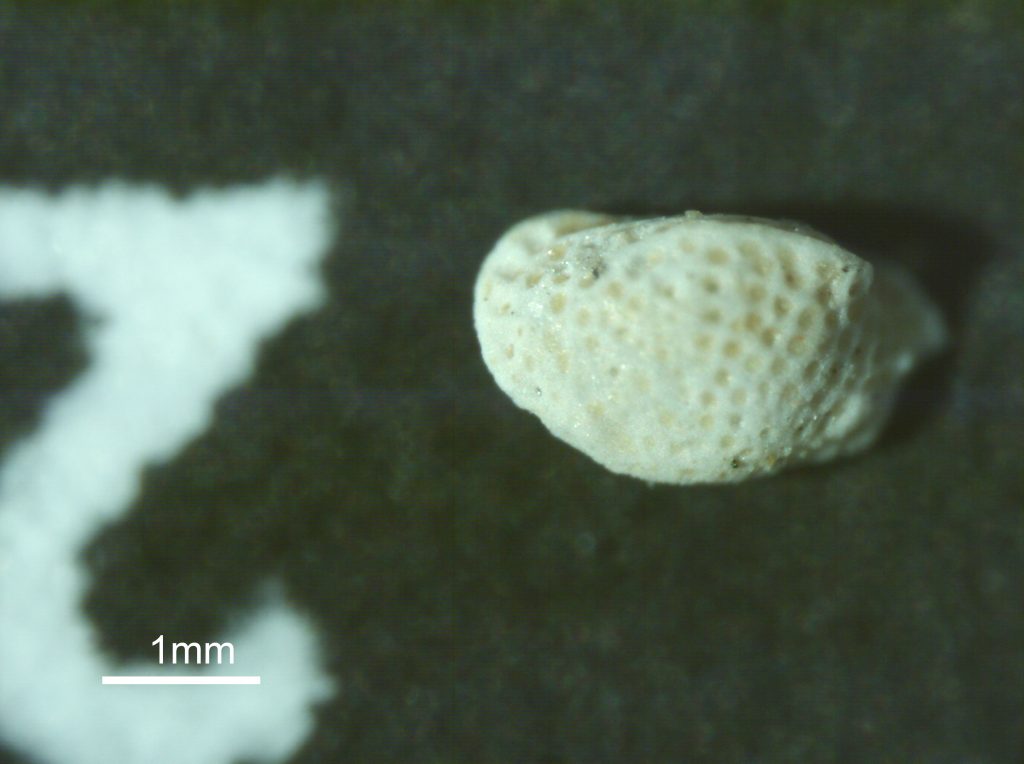 Studying Panama’s Microfossils – Panama Canal Project (PCP PIRE)