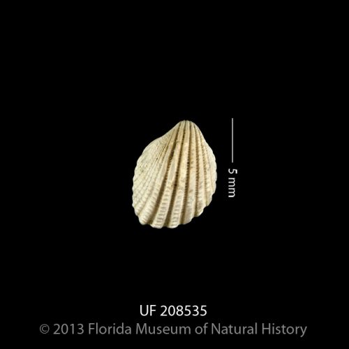 Fossil Friday 4/29/16: A white cockle – Panama Canal Project (PCP PIRE)