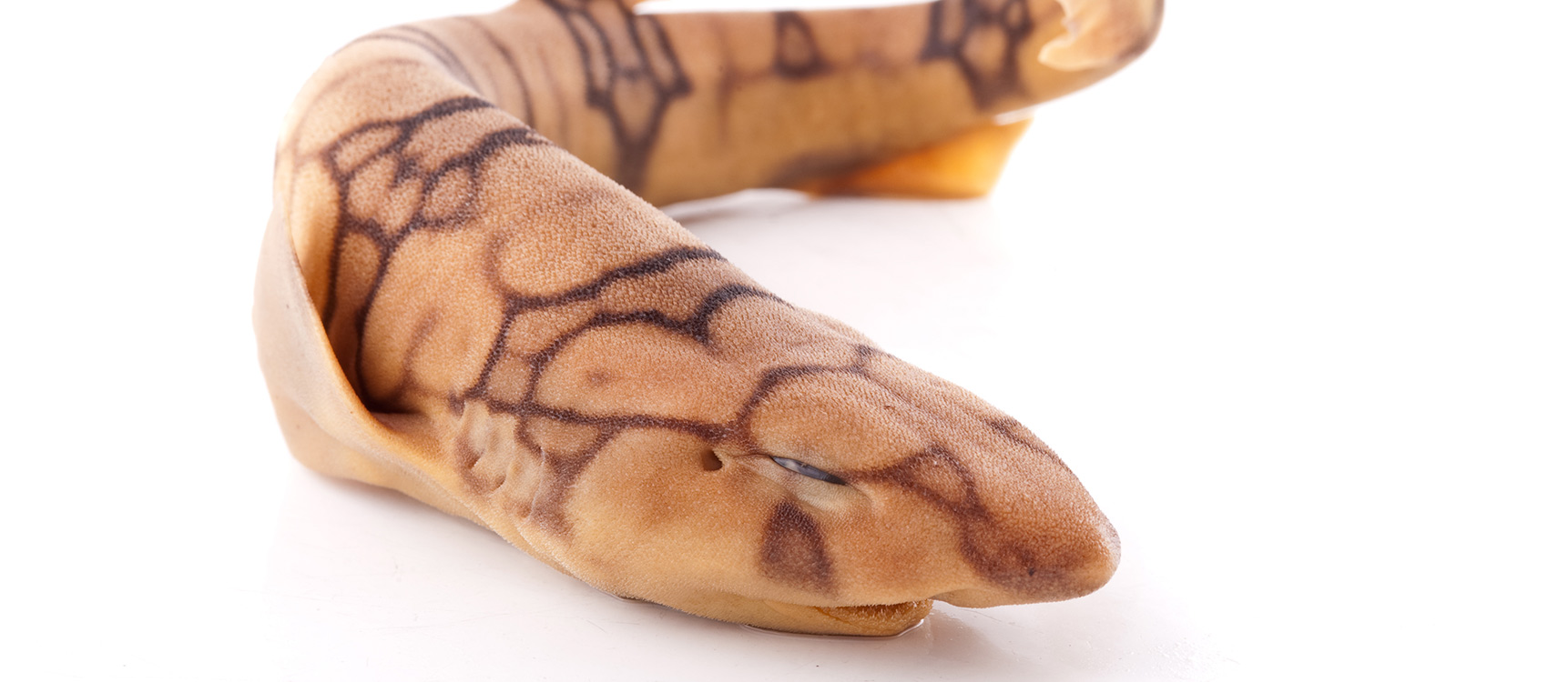 Florida Program for Shark Research – Florida Museum of Natural History