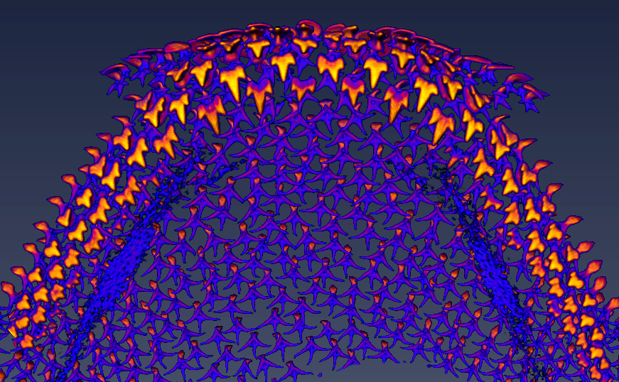 A shark’s infinite regeneration of teeth: – Florida Program for Shark ...