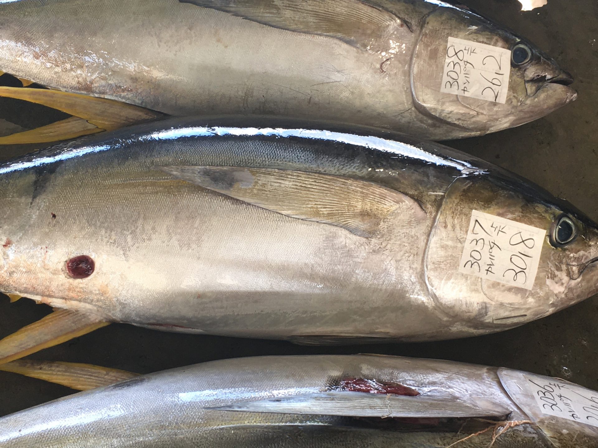 Why we work – Florida Program for Shark Research