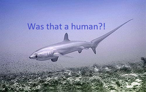 The fear of sharks – Florida Program for Shark Research