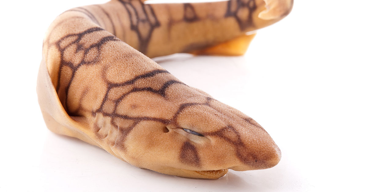 About the Program – Florida Program for Shark Research