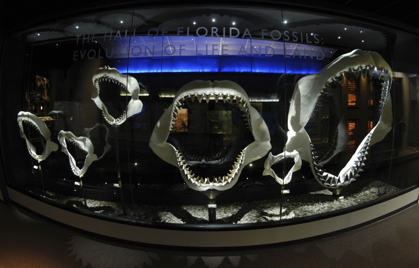 Florida Fossils: Evolution of Life and Land – Exhibits