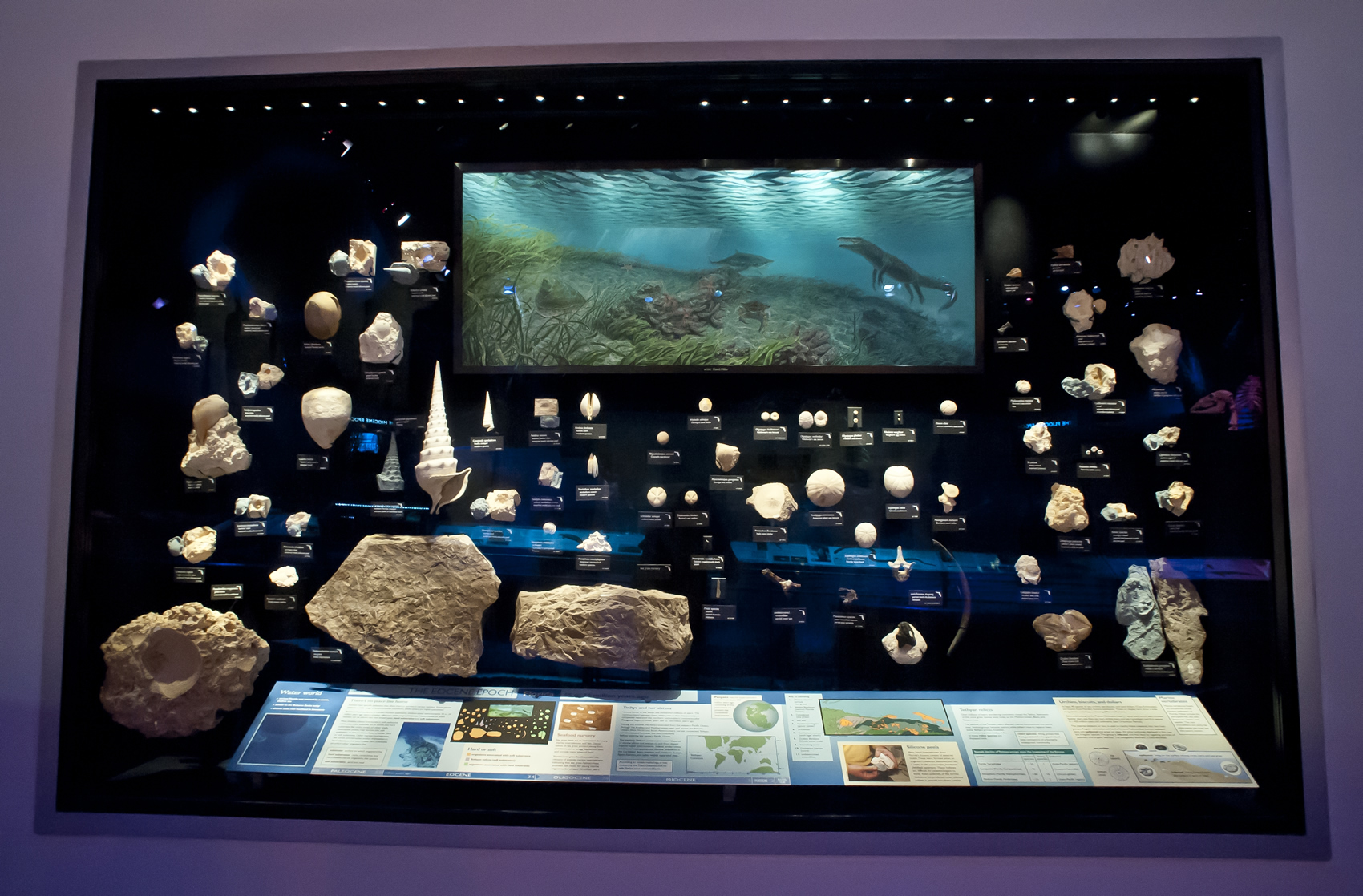 Florida Fossils: Evolution of Life and Land – Exhibits Florida Fossils: Evolution of Life and Land – Exhibits