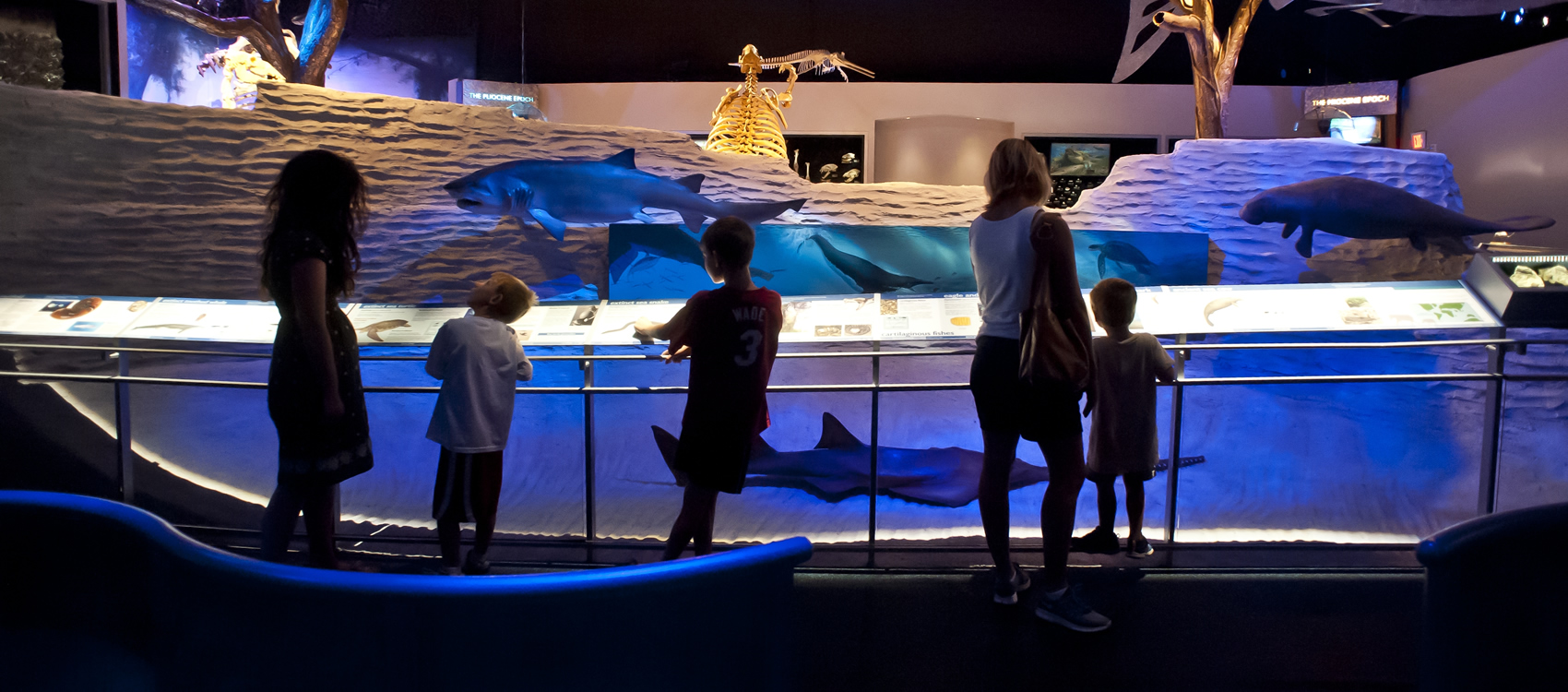 Exhibits – Florida Museum