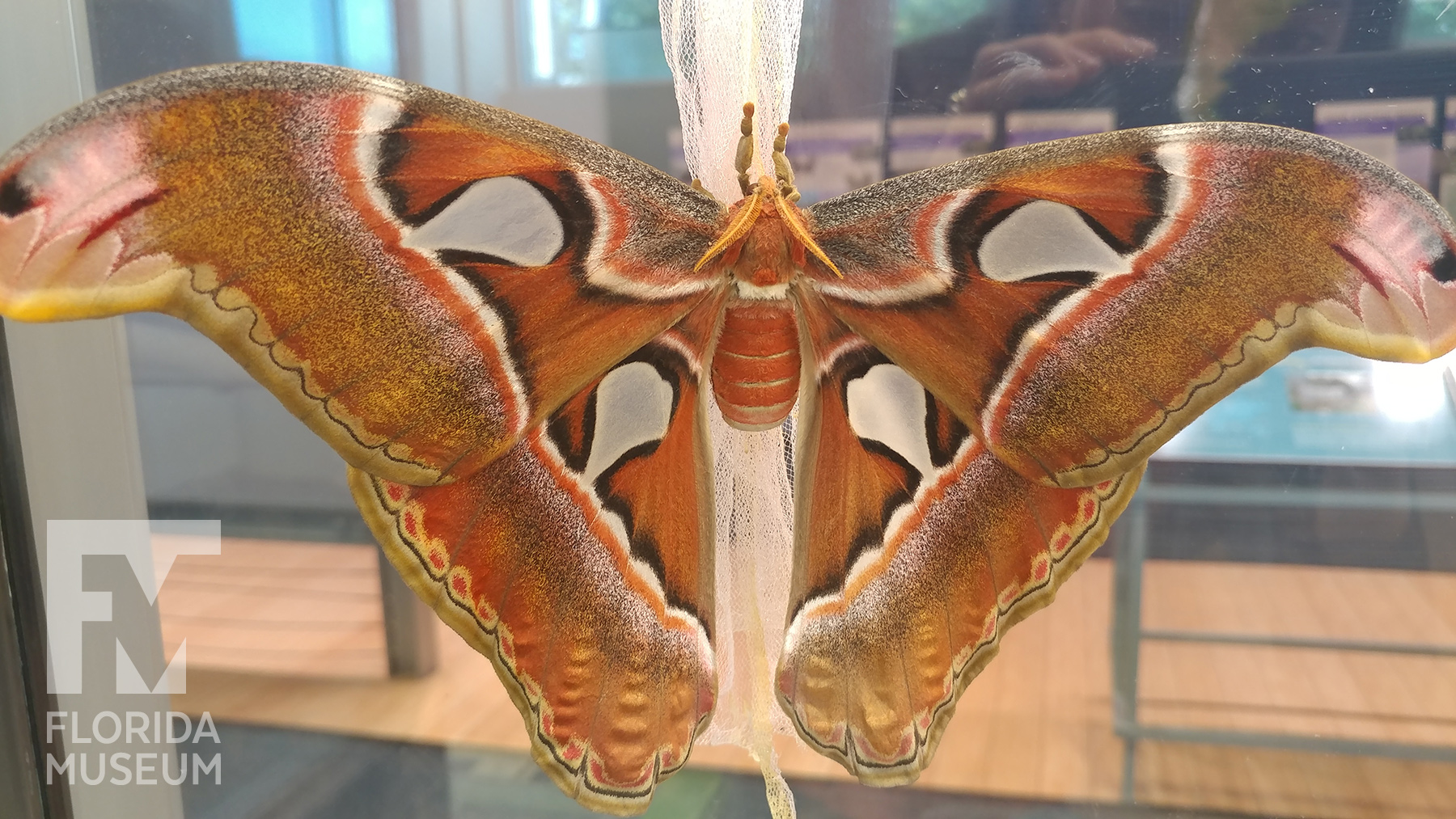 Yes, they’re real – Exhibits