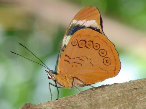 Procilla Dreams – Exhibits